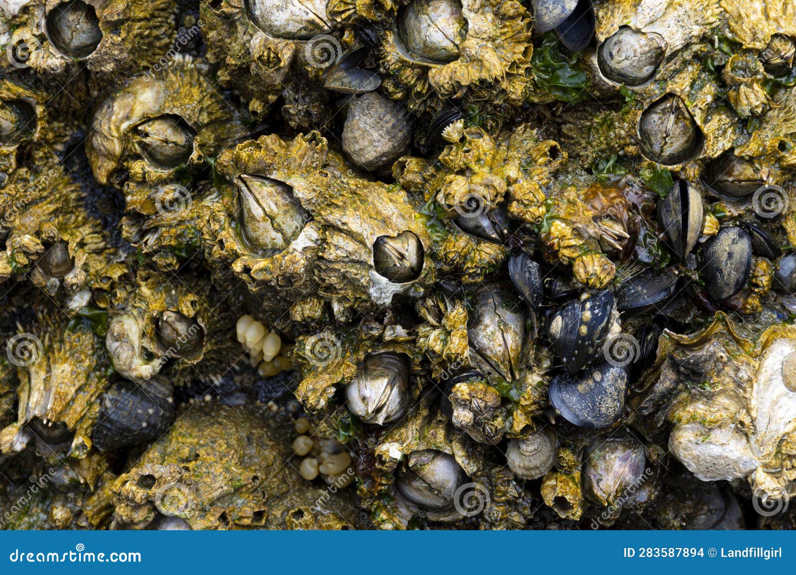 Large Barnacles and Black Mussel Shells Stock Photo - Image of bivalve ...