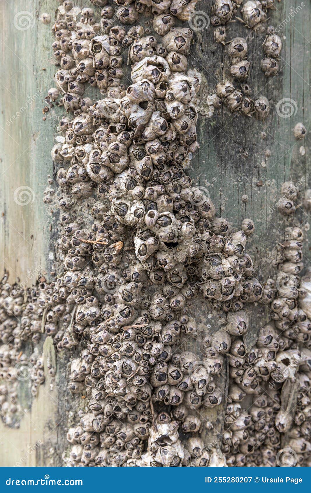 Large barnacles on a pier stock image. Image of nature - 255280207