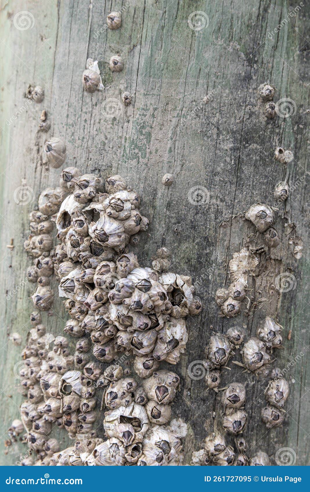 Large barnacles on a pier stock image. Image of texture - 261727095