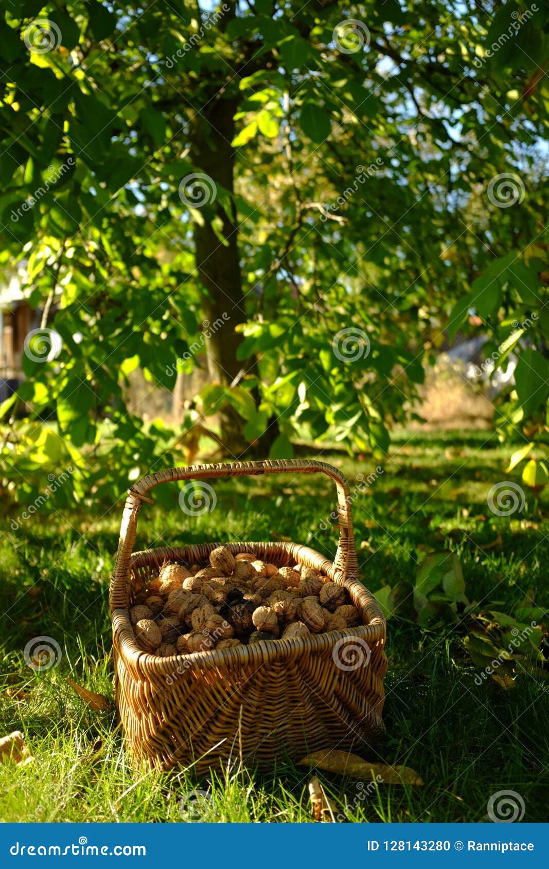 A Large Basket of Freshly Picked Walnuts Under a Walnut Tree Stock ...