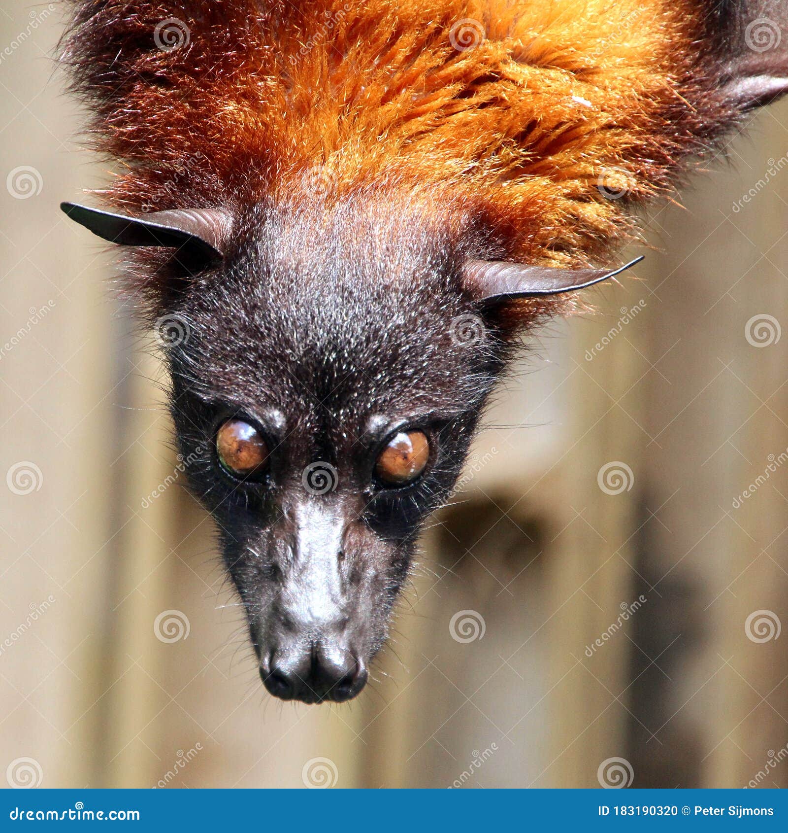 Large Bat Looking into the Camera Stock Photo - Image of large, mammal ...