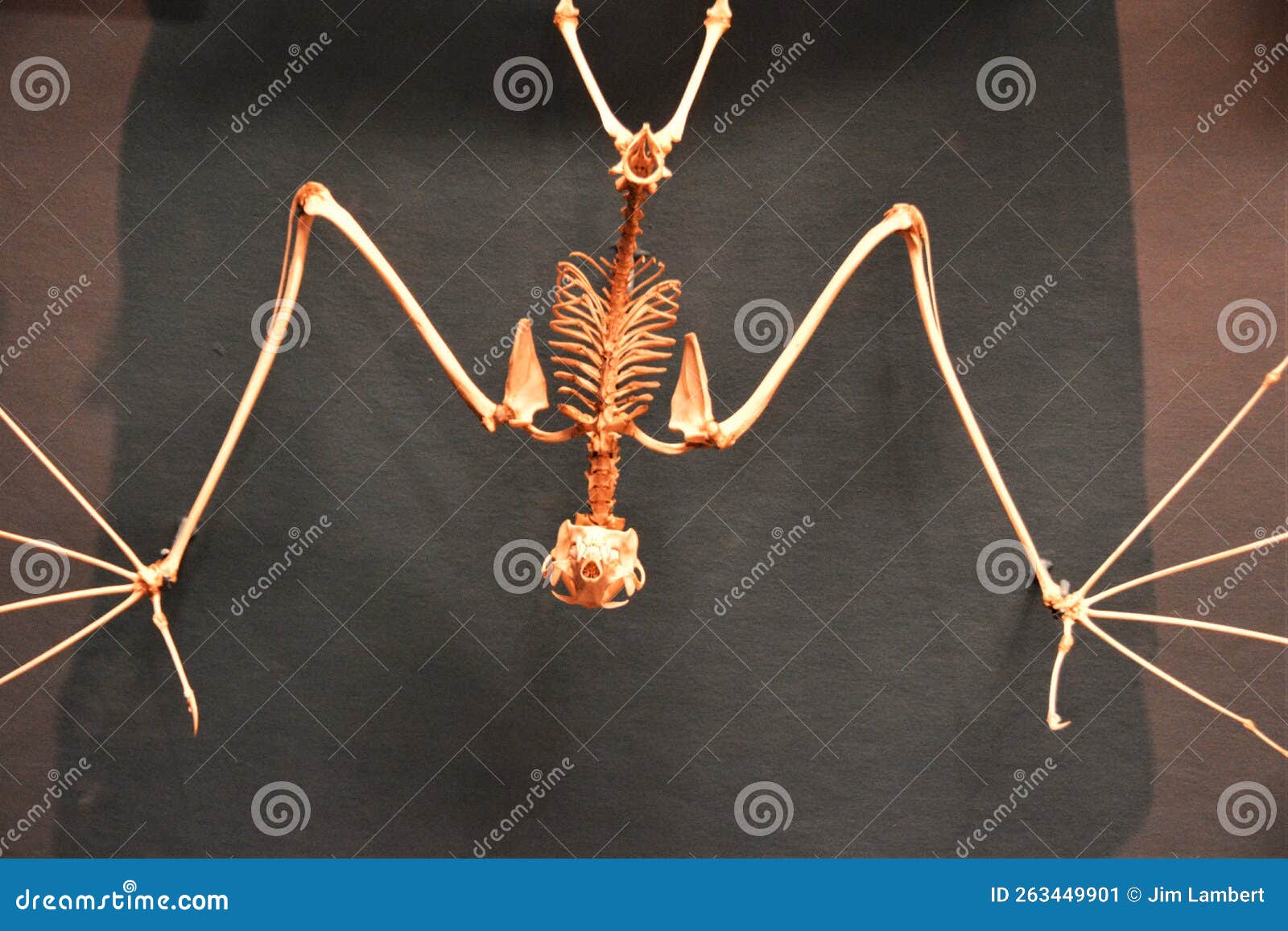 Large Bat Skeleton stock image. Image of flying, bones - 263449901