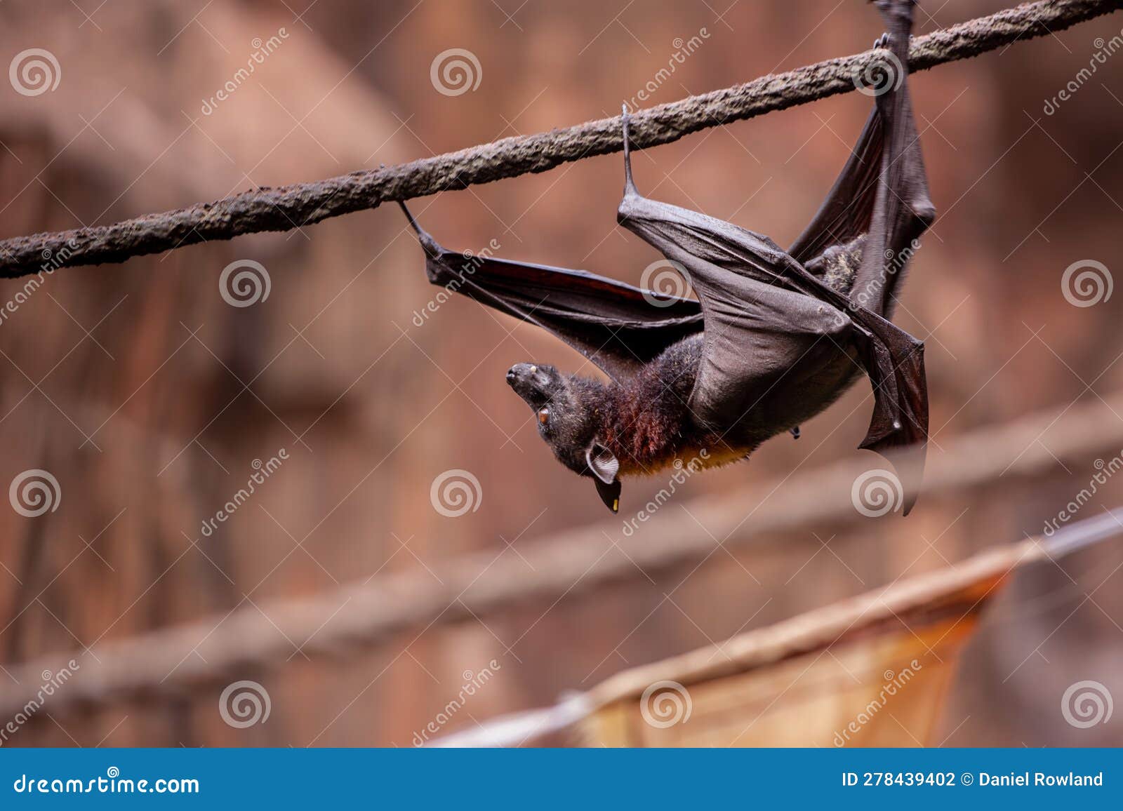 Large bat on a wire stock photo. Image of walking, animal - 278439402