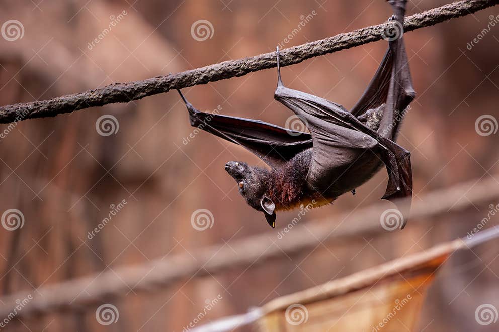 Large bat on a wire stock photo. Image of walking, animal - 278439402