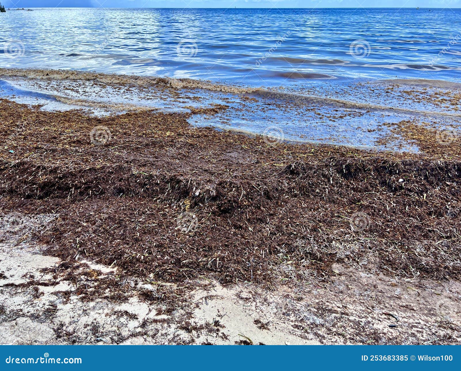 Seaweed Ocean stock image. Image of weed, nature, gross - 253683385