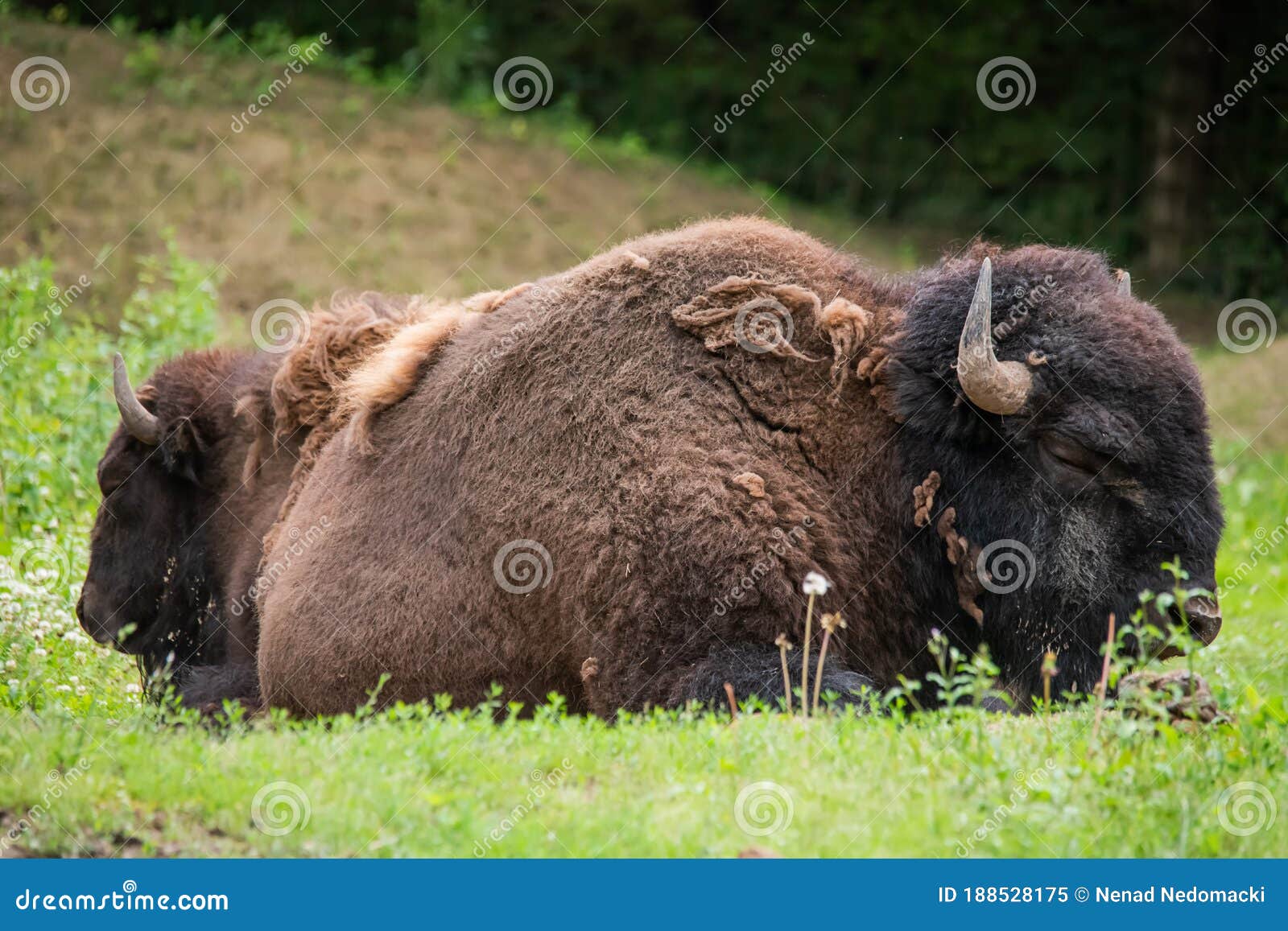 Large and Beautiful Bison Sleep in Nature Stock Image - Image of ...