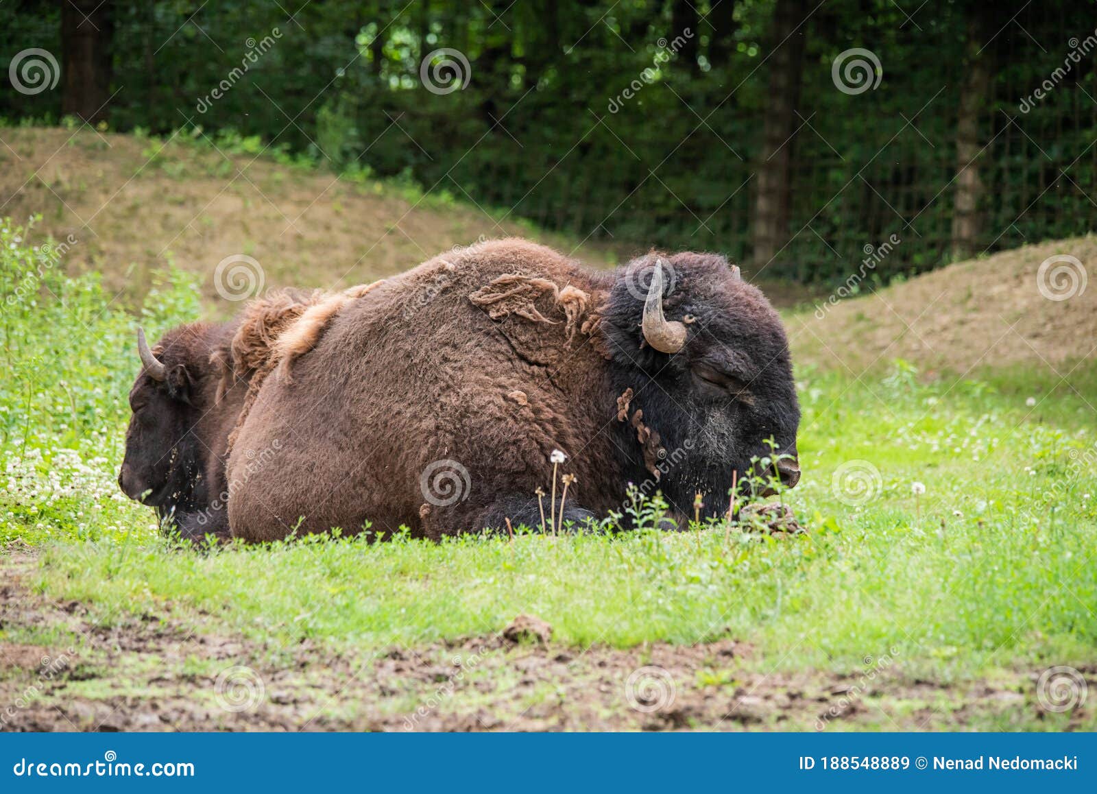 Large and Beautiful Bison Sleep in Nature Stock Image - Image of ...