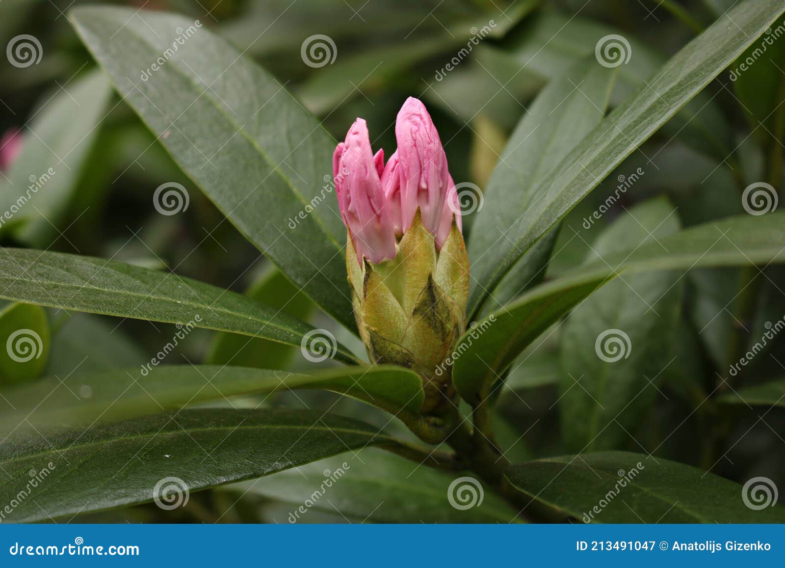 Large and Beautiful Buds Appeared on the Rhododendron Bushes with the ...