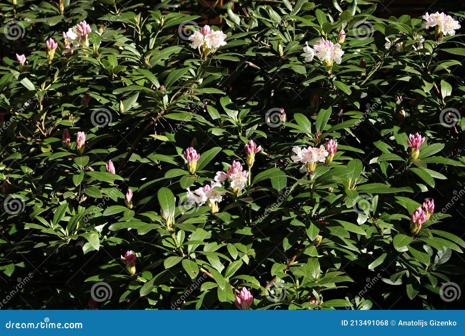 Large and Beautiful Buds Appeared on the Rhododendron Bushes with the ...
