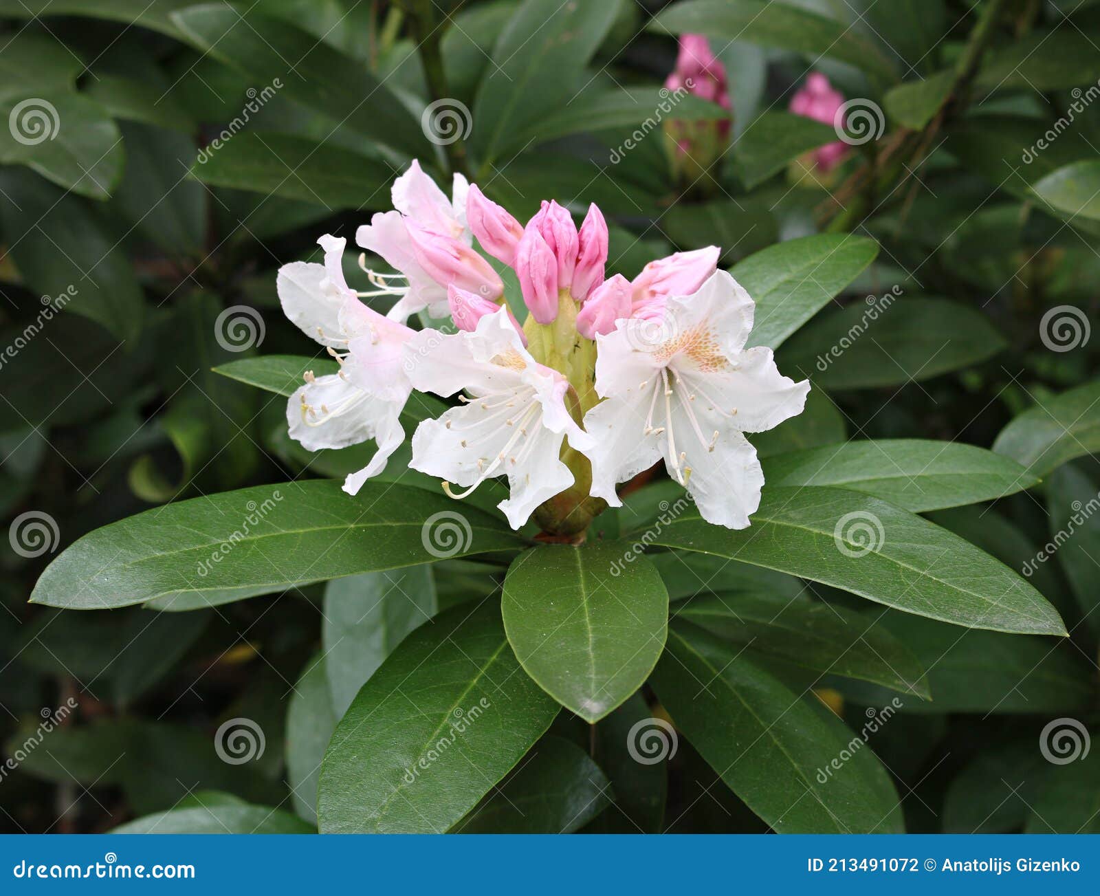 Large and Beautiful Buds Appeared on the Rhododendron Bushes with the ...