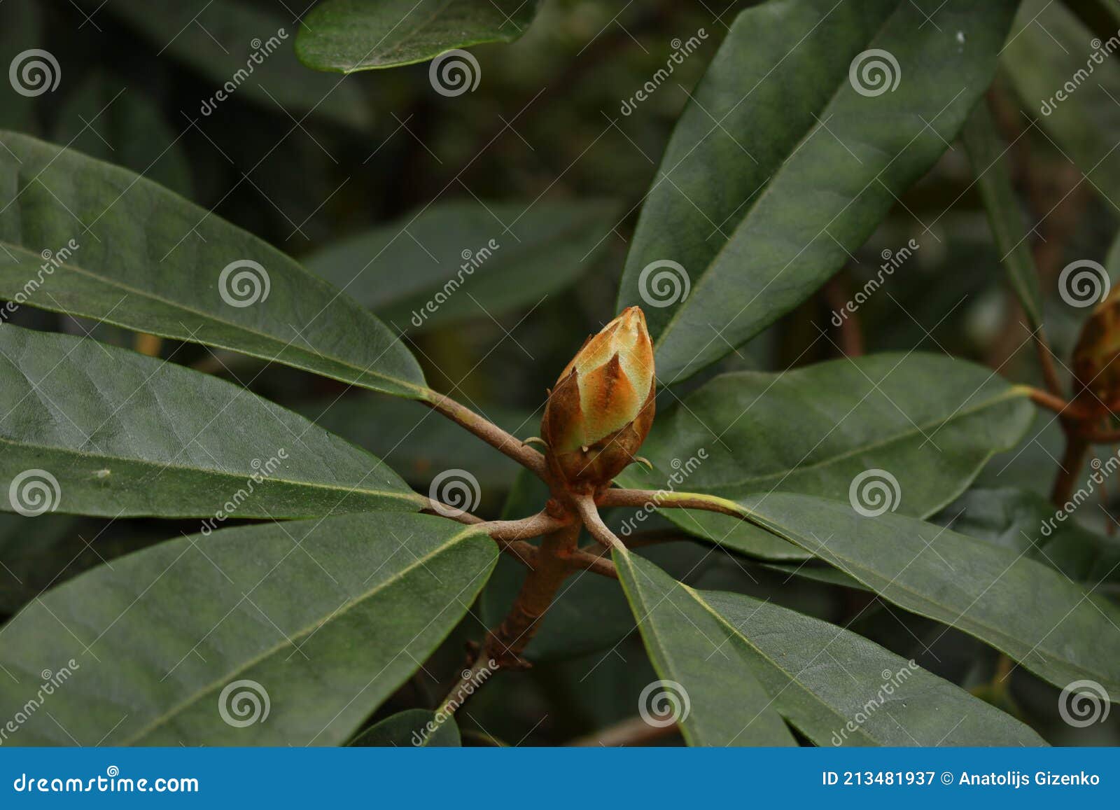 Large and Beautiful Buds on the Chestnut Tree Appear in Early Spring ...