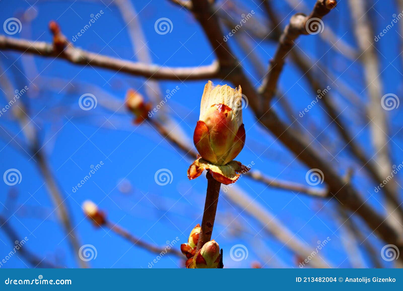 Large and Beautiful Buds on the Chestnut Tree Appear in Early Spring ...