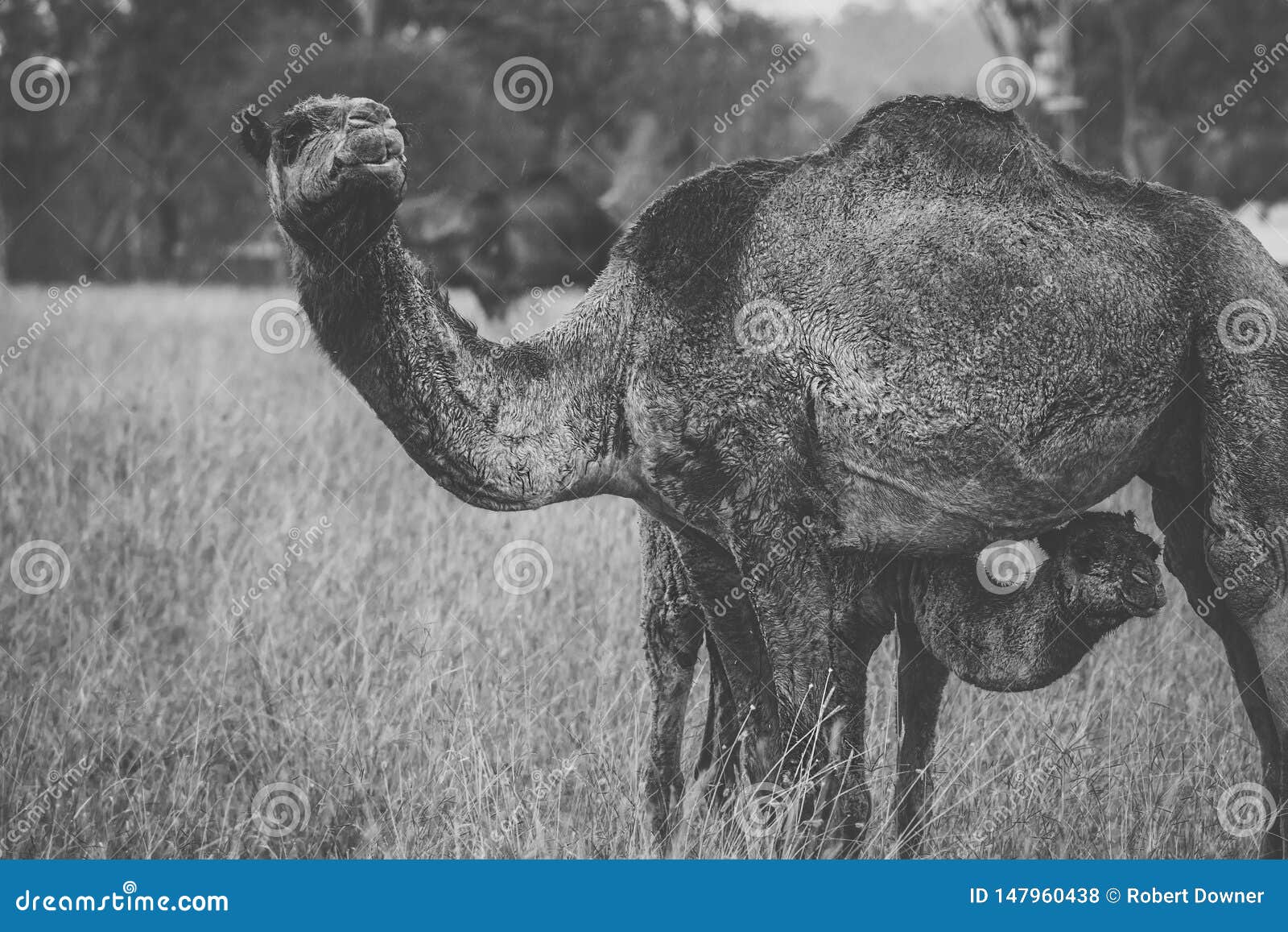 Large beautiful camel stock photo. Image of nature, queensland - 147960438