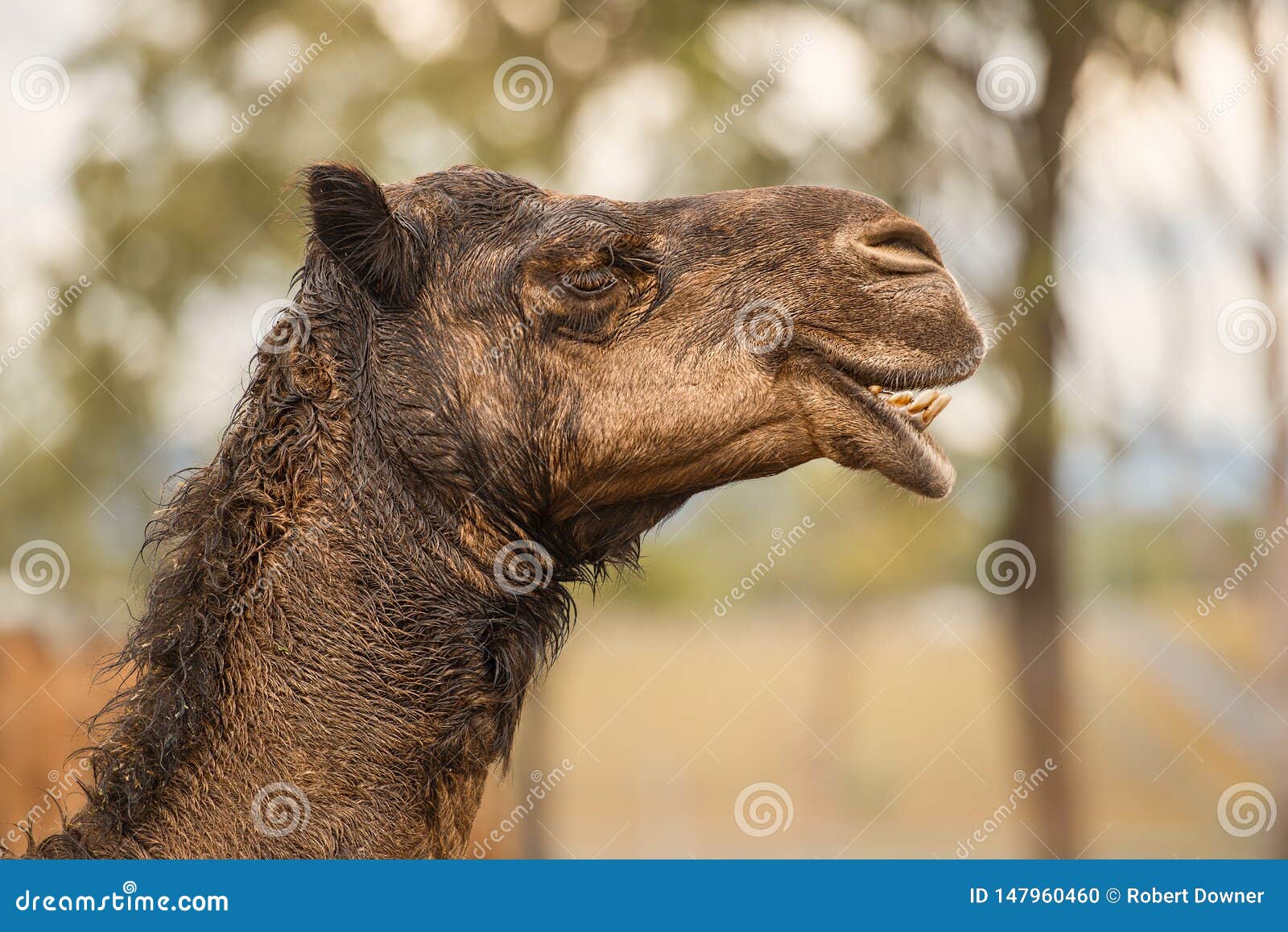 Large beautiful camel stock photo. Image of camel, hump - 147960460