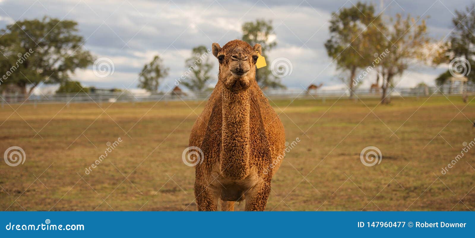 Large beautiful camel stock image. Image of nature, farm - 147960477