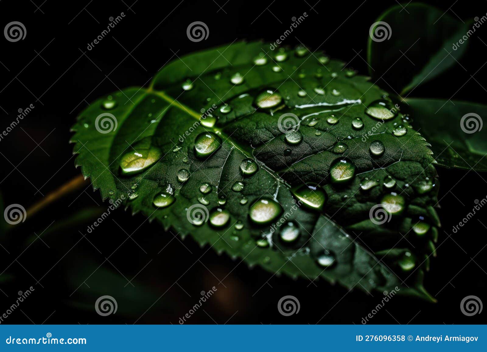 Large Beautiful Drops of Transparent Rain Water Generative AI. Stock ...