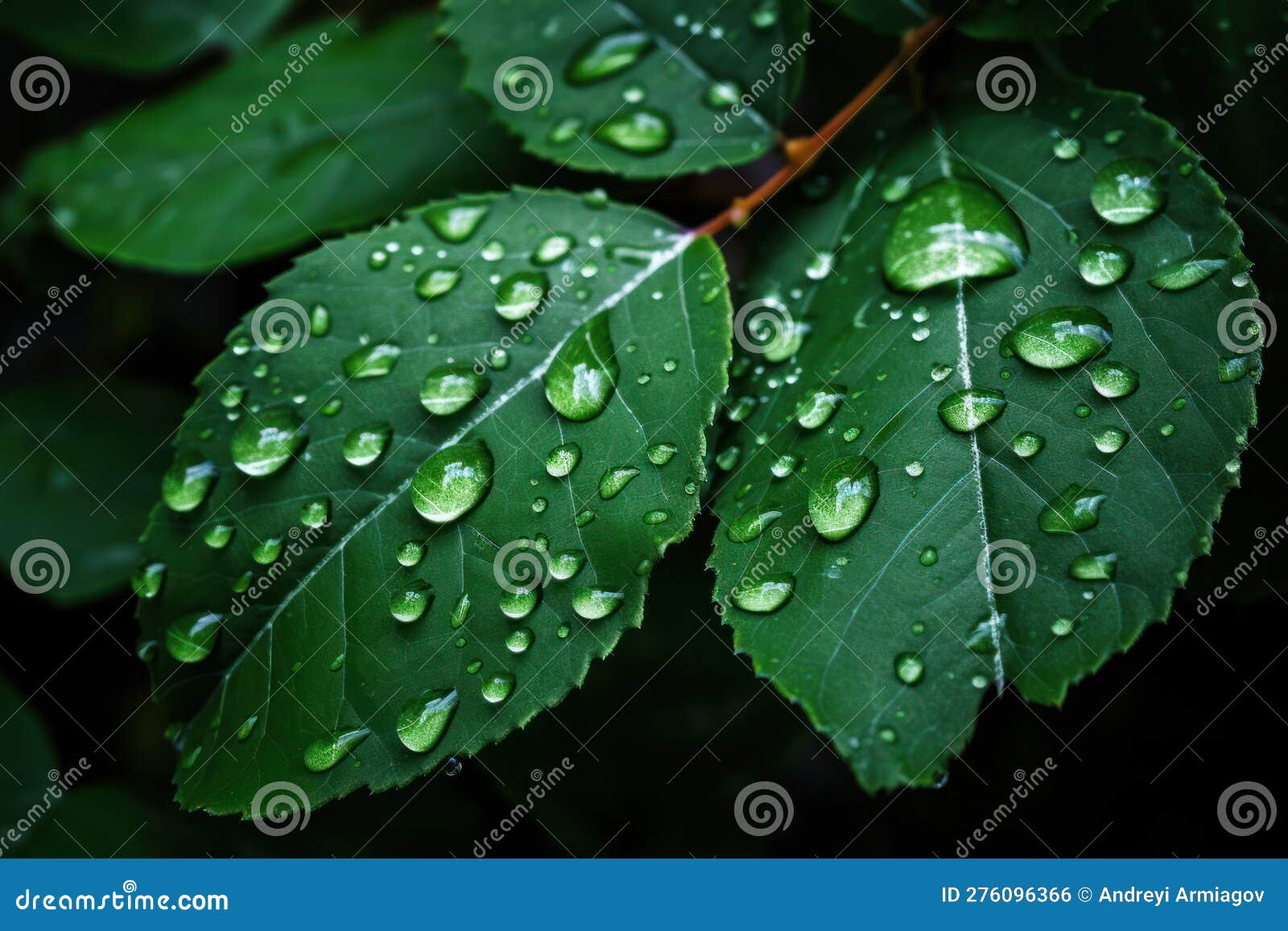 Large Beautiful Drops of Transparent Rain Water Generative AI. Stock ...