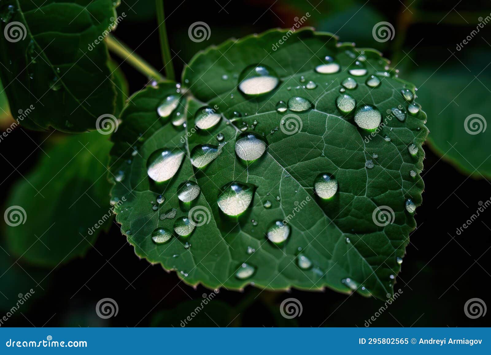 Large Beautiful Drops Of Transparent Rain Water Royalty-Free Stock ...