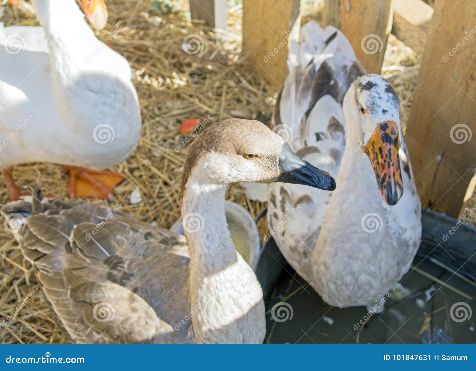 Large and beautiful geese stock image. Image of duck - 101847631