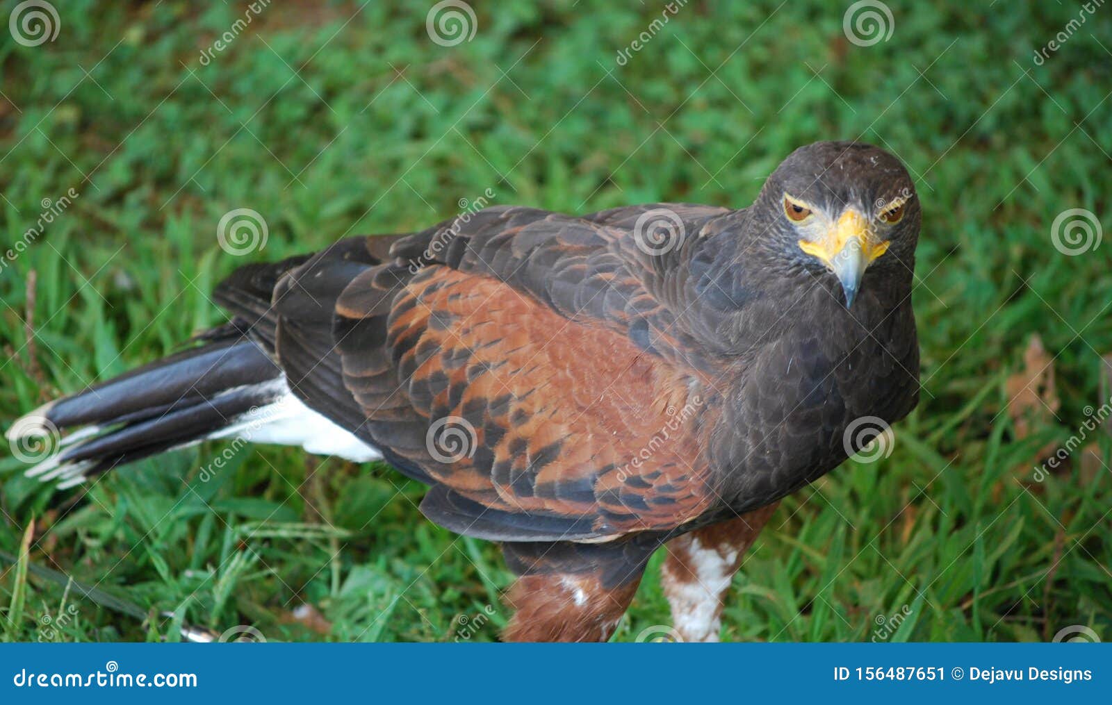 Large Beautiful Hawk Standing in Green Grass Stock Image - Image of ...