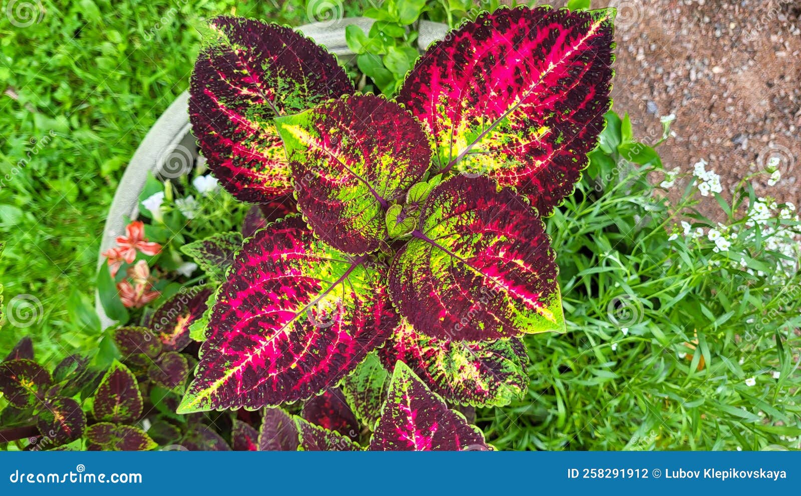 Large Beautiful Leaves of Coleus Multicolored Bright Sunny Day Stock ...
