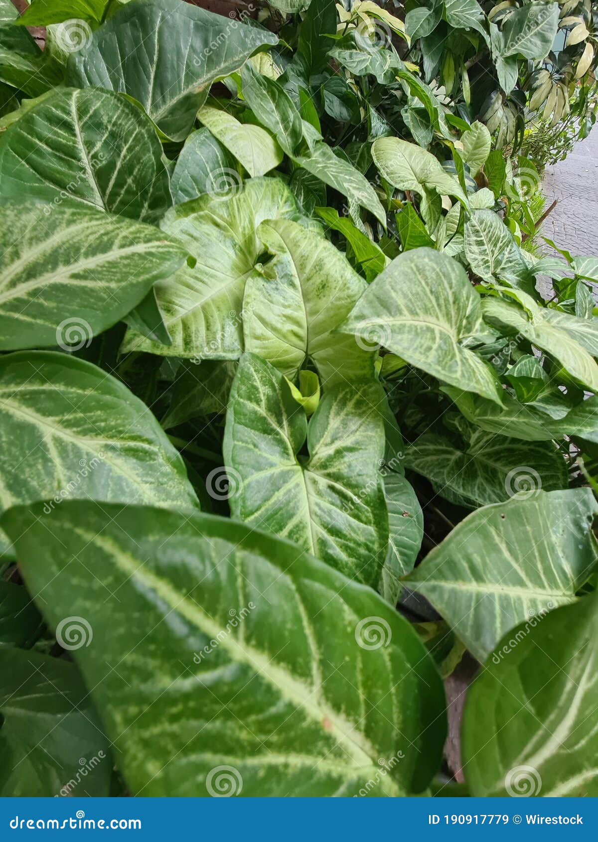 Large and Beautiful Leaves of the Syngonium with Lines and Patterns ...
