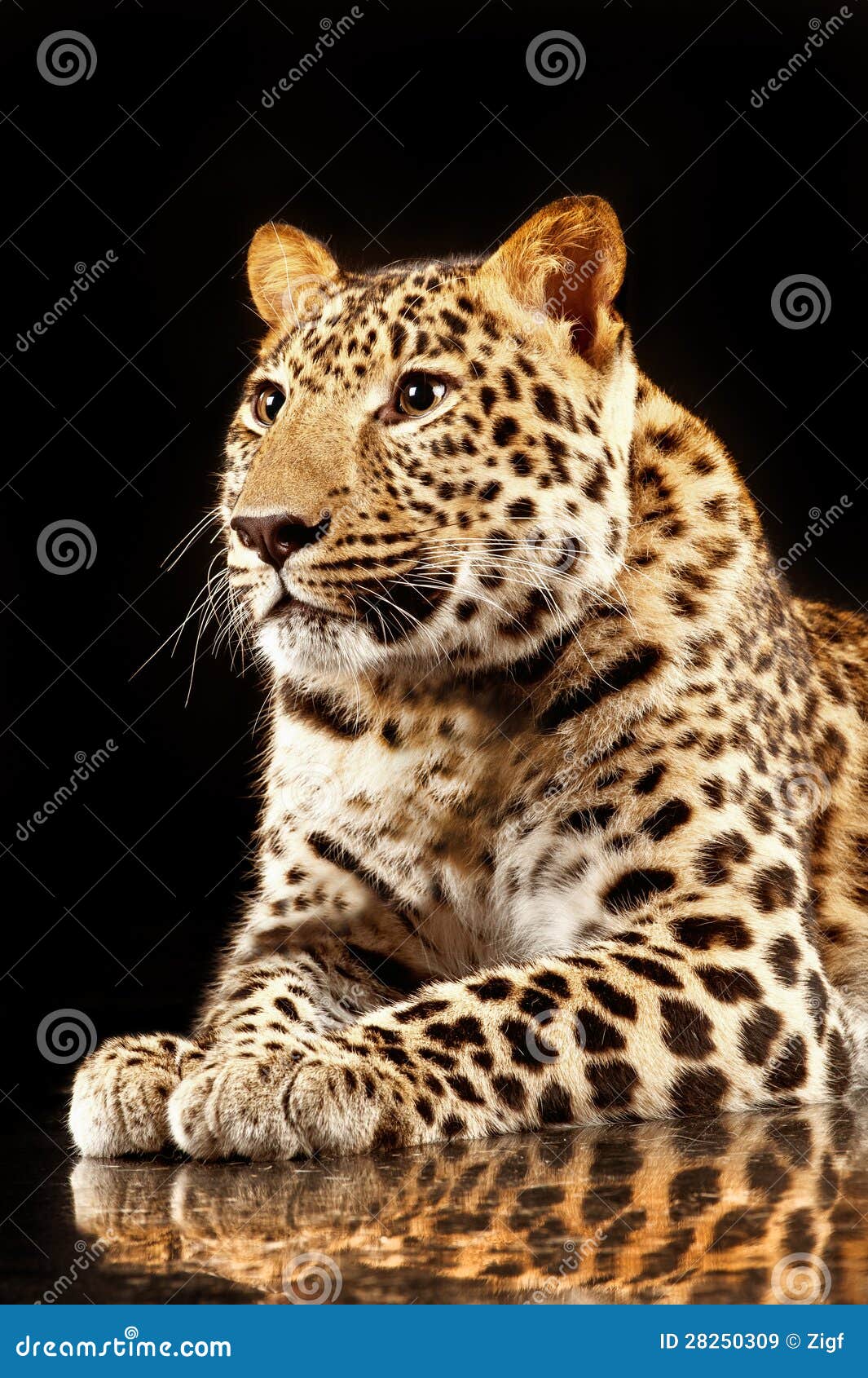 Large beautiful leopard stock image. Image of hair, jungle - 28250309