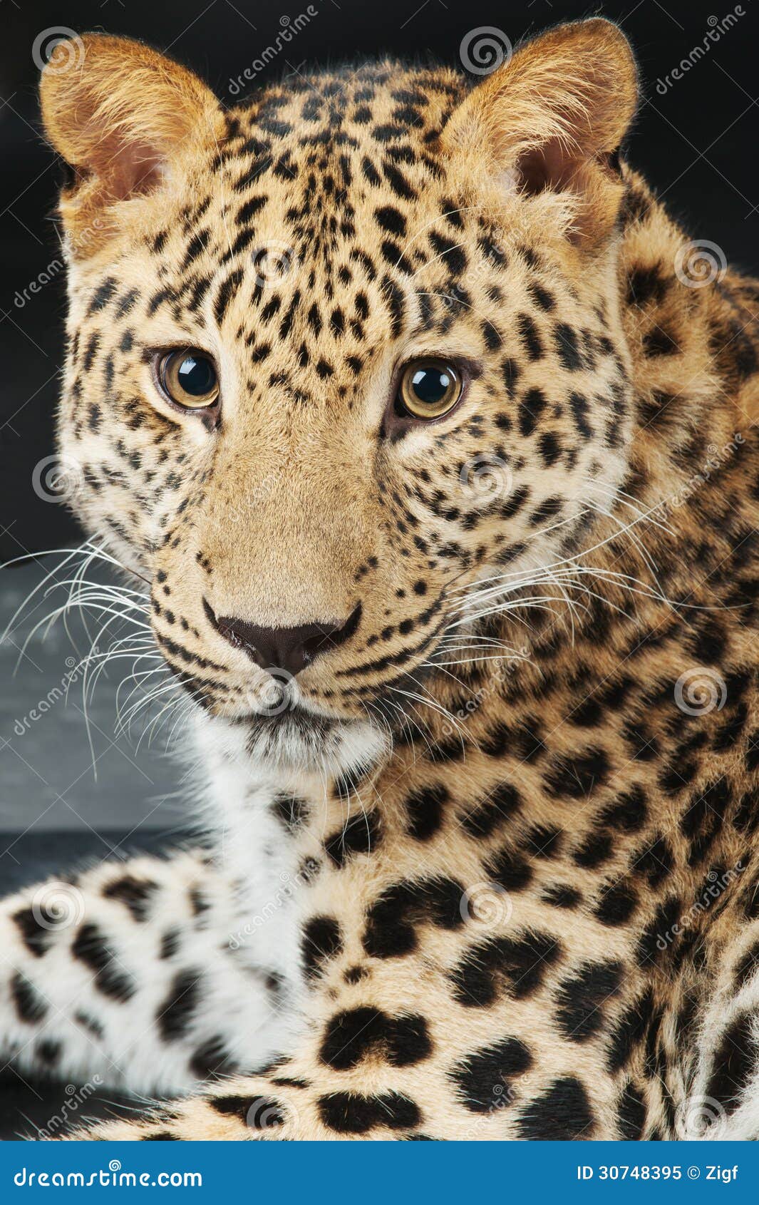 Large beautiful leopard stock image. Image of powerful - 30748395