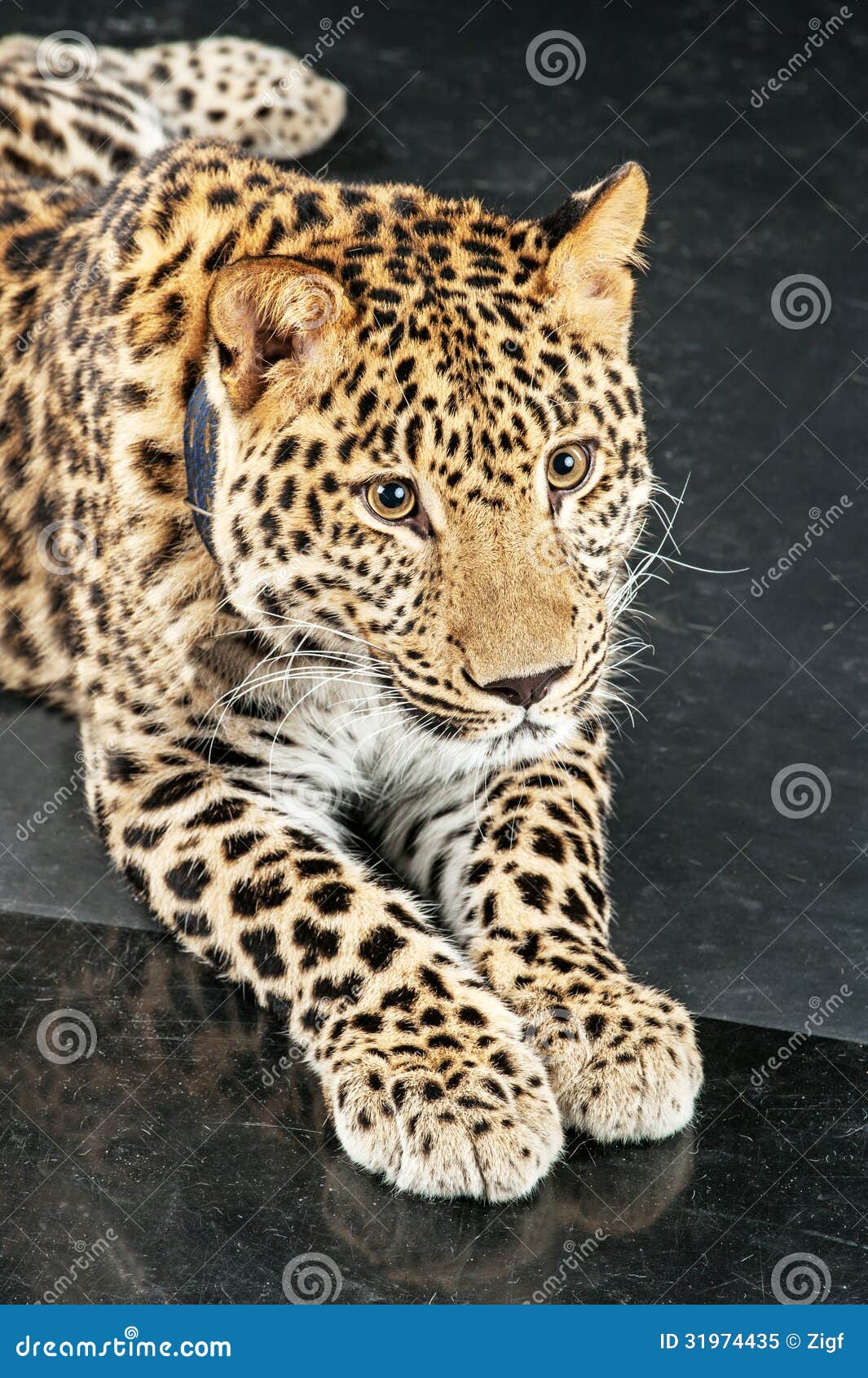 Large beautiful leopard stock image. Image of environment - 31974435