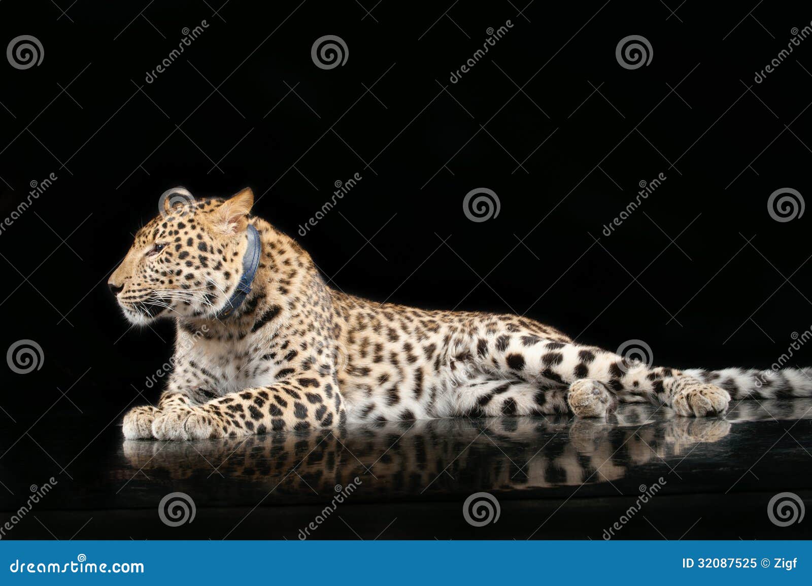 Beautiful Leopard Skin Texture Background Stock Image | CartoonDealer ...