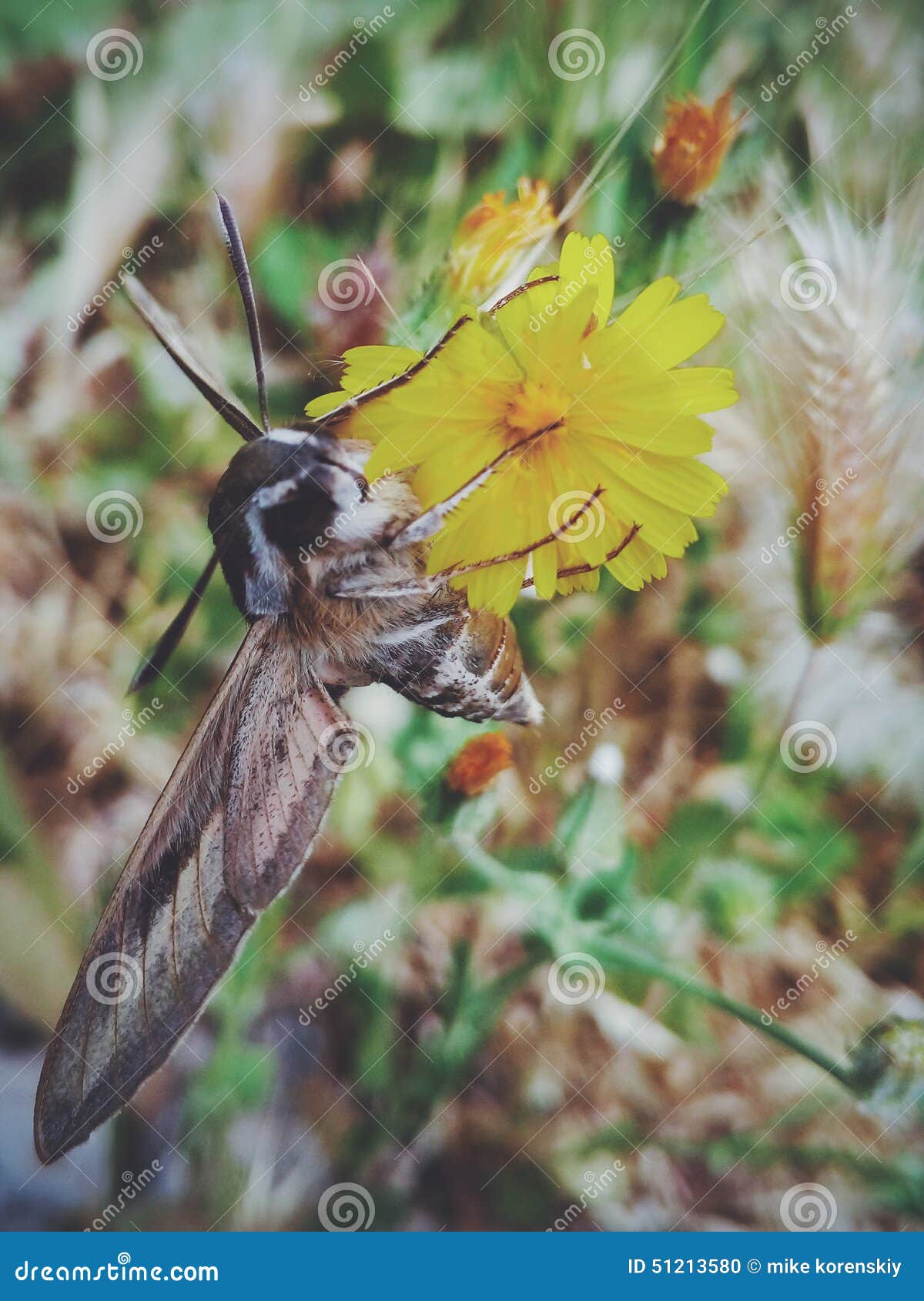 Large and beautiful moth stock photo. Image of flora - 51213580