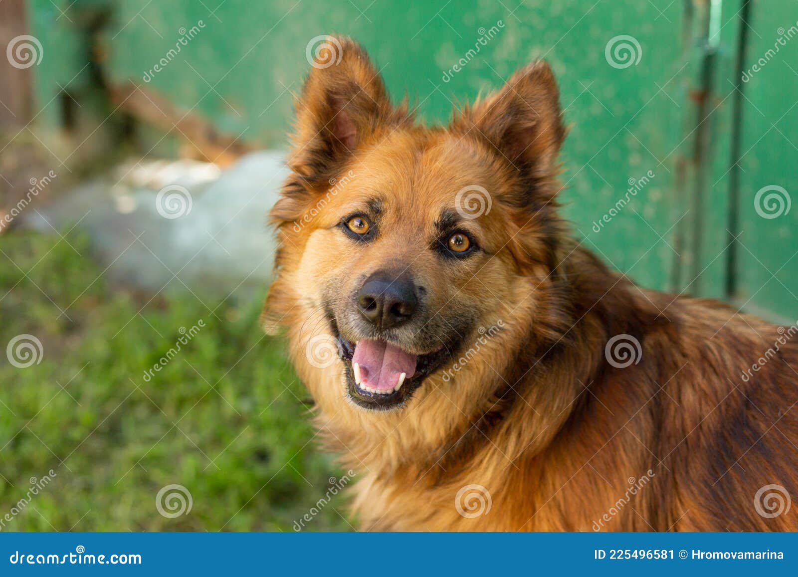 A Large Beautiful Orange Dog Looks into the Frame Stock Image - Image ...