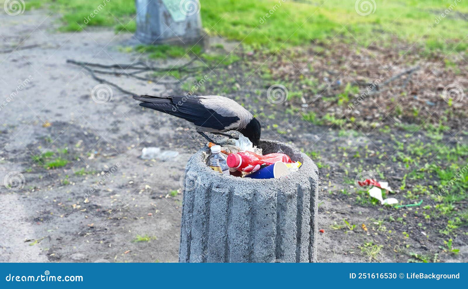 A Large Raven Tries To Find Food in a Dumpster in the Park Stock Photo ...