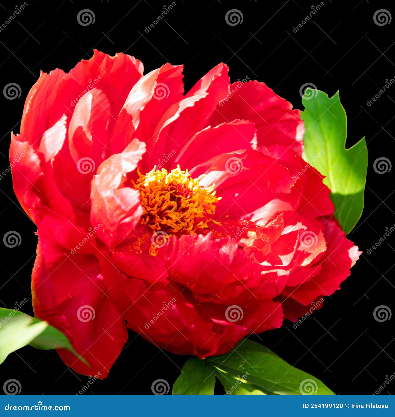A Large Beautiful Red Flower of a Tree Peony. Stock Photo - Image of ...