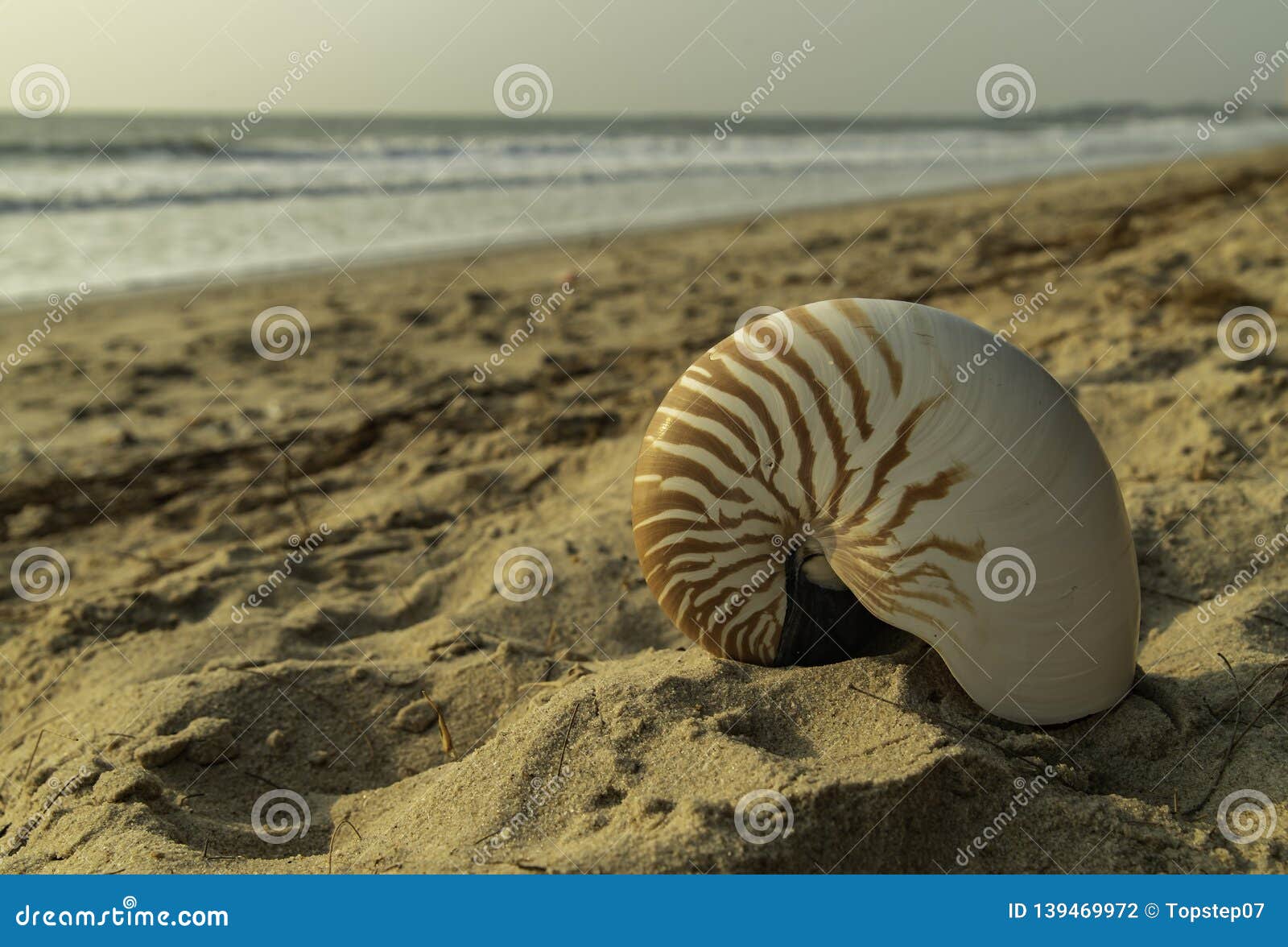 Large Beautiful Sea Shell on Sand with Wave of Sea in the Morning Light ...