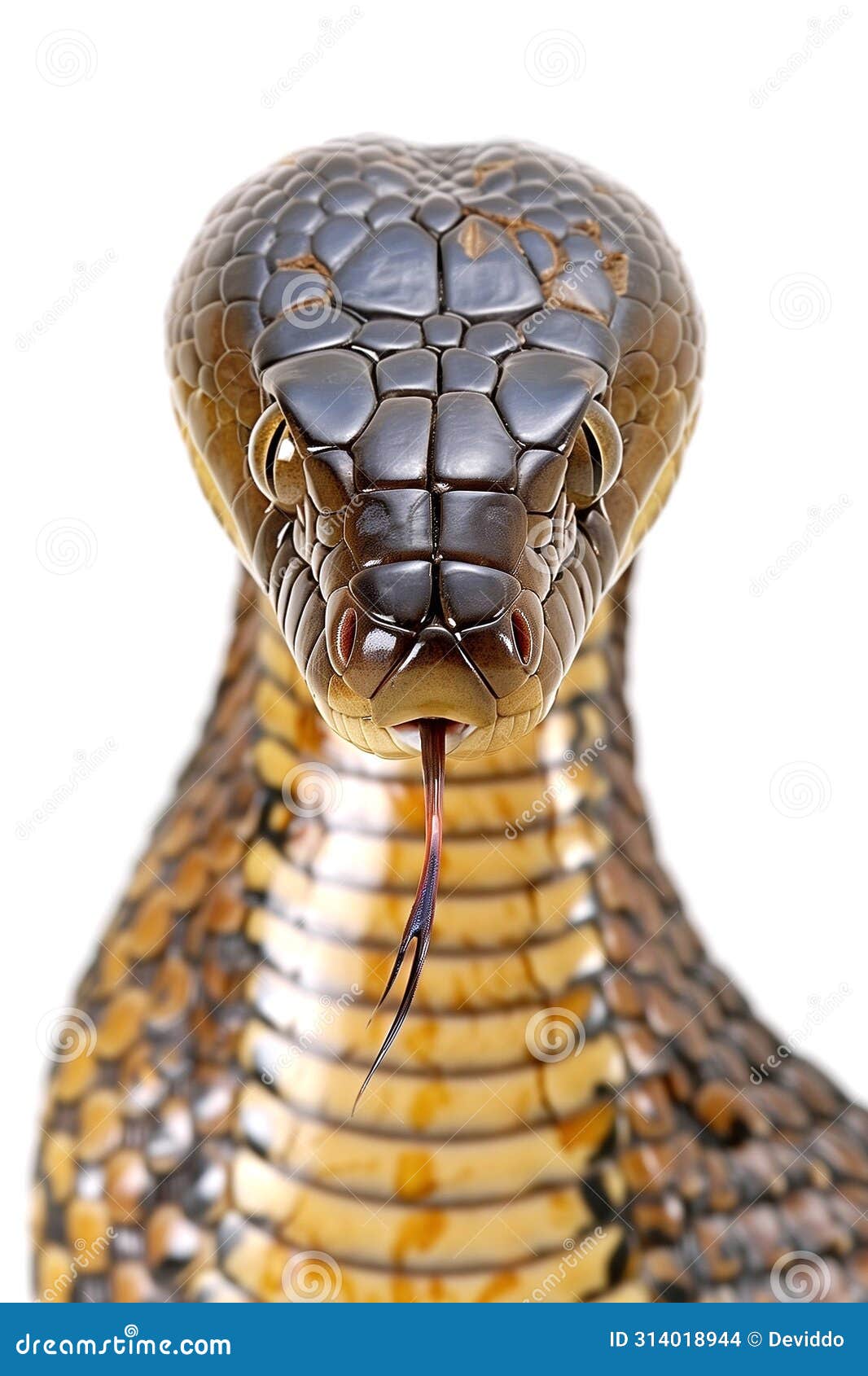 Large beautiful snake stock illustration. Illustration of snake - 314018944