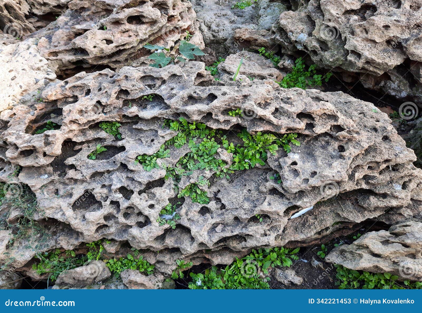 Large Beautiful Broken Cracked Antique Old Ocean Seashell Shell On The ...