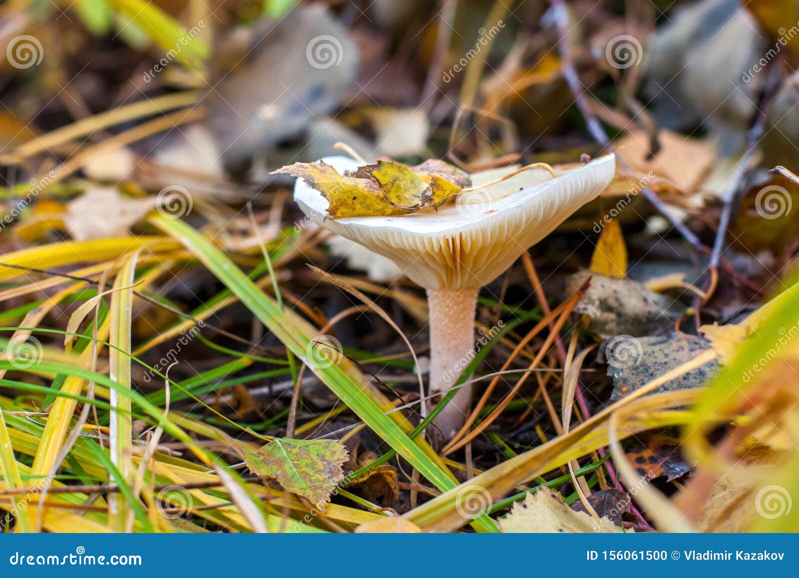 A Large Beautiful Toadstool Grows in Old Grass and Foliage with ...
