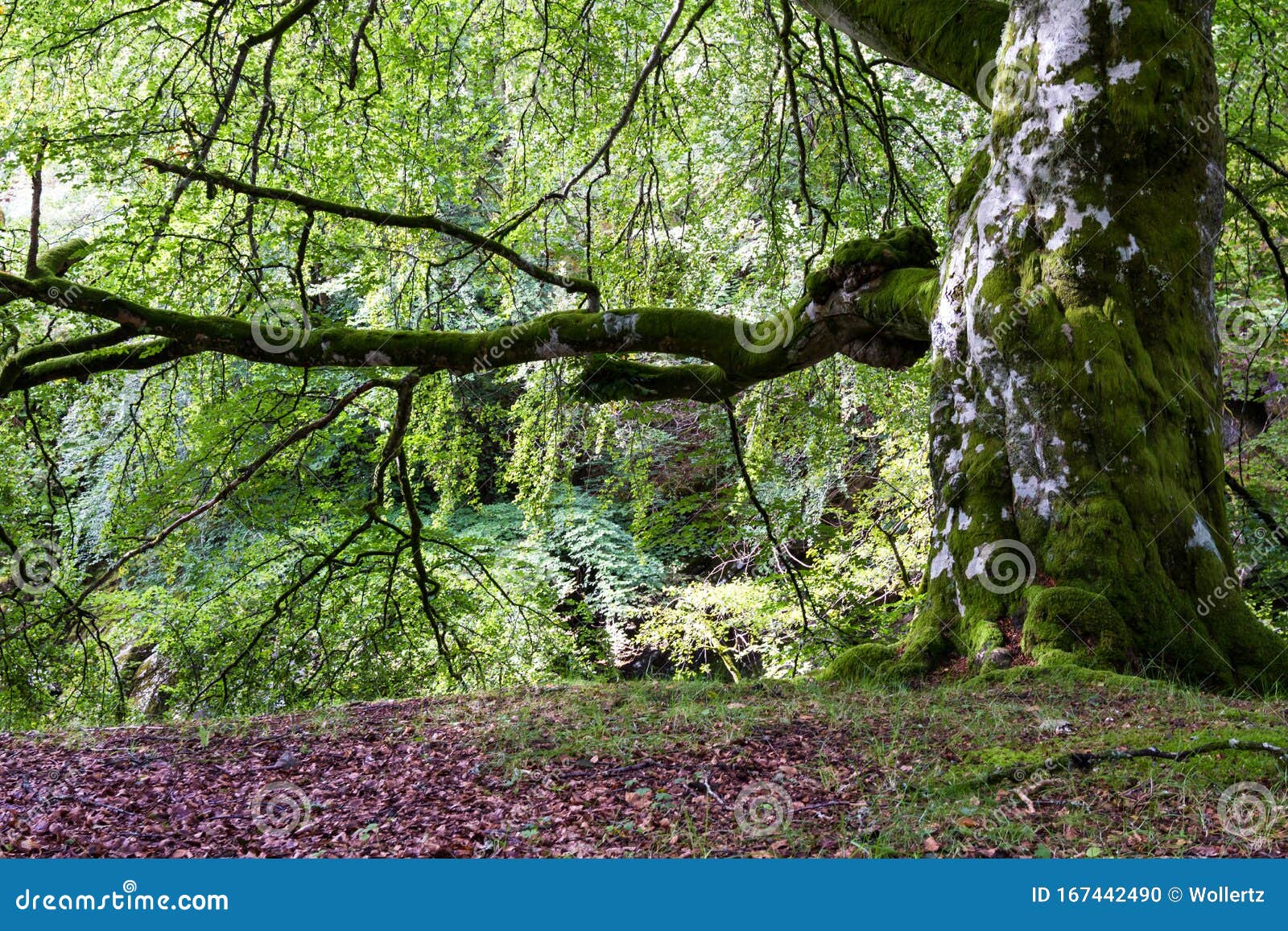Large Beautiful Tree in the Highlands Stock Photo - Image of estates ...