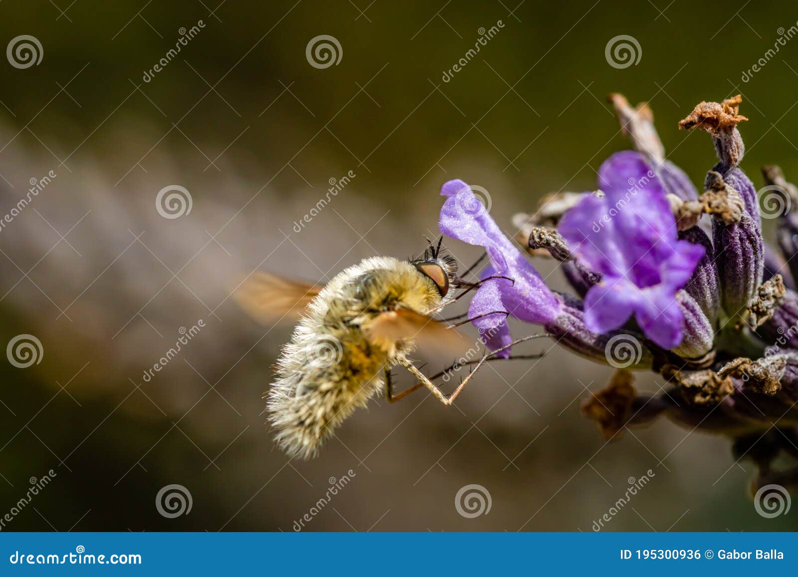 The Large Bee-fly Bombylius Major, A Fly Disguised As A Bee ...