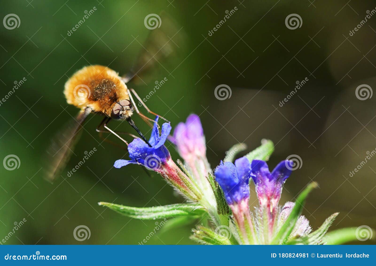 Bombylius Major Parasitic Bee Fly On Frog Fruit Phyla Nodiflora Stock ...