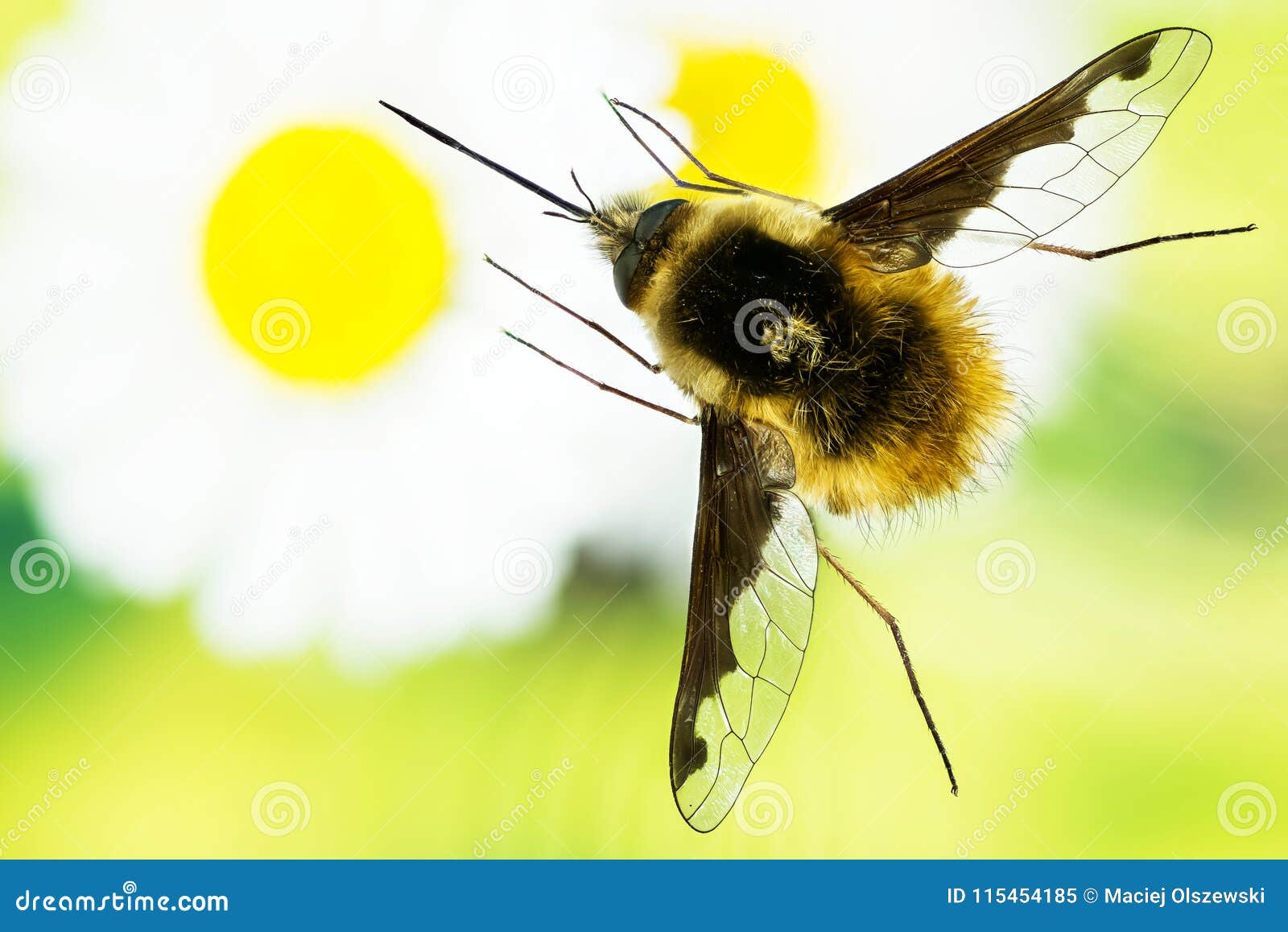 The Large Bee-fly Bombylius Major, A Fly Disguised As A Bee ...