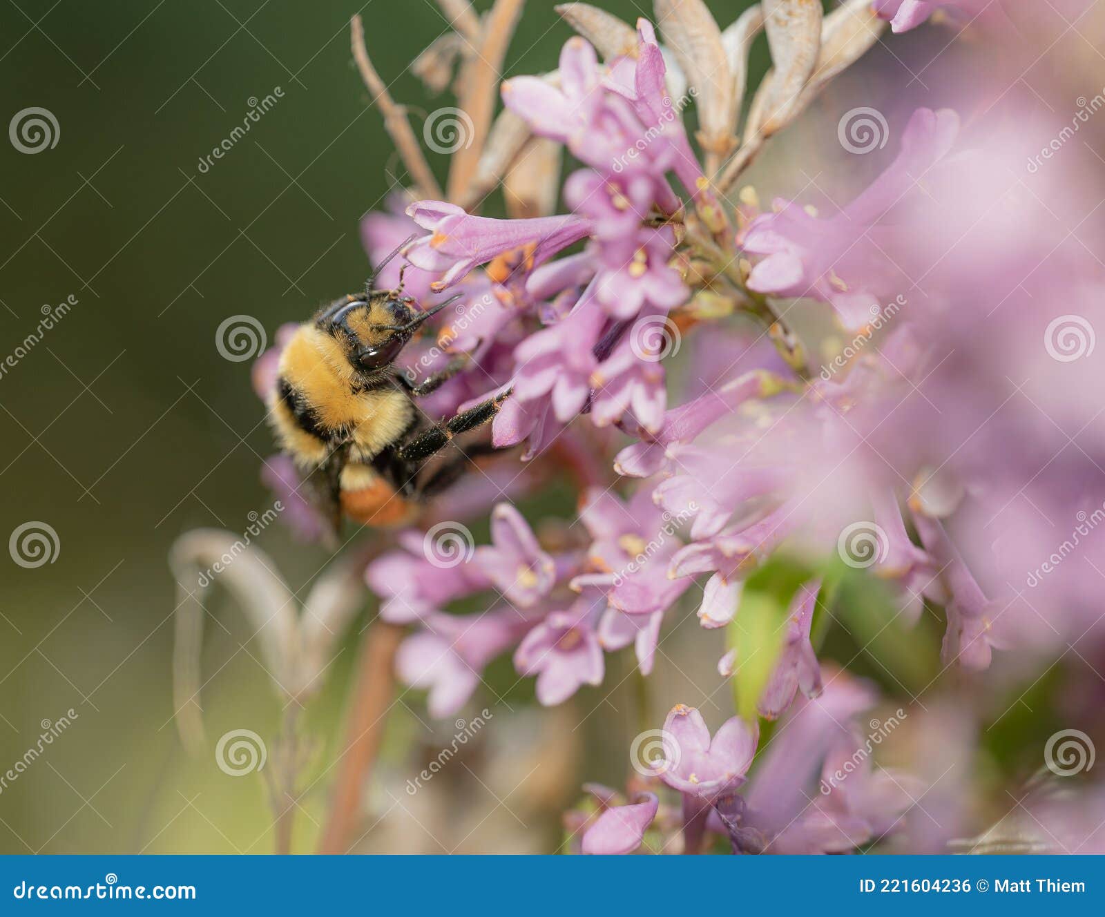 Large bee hard at work stock photo. Image of nature - 221604236