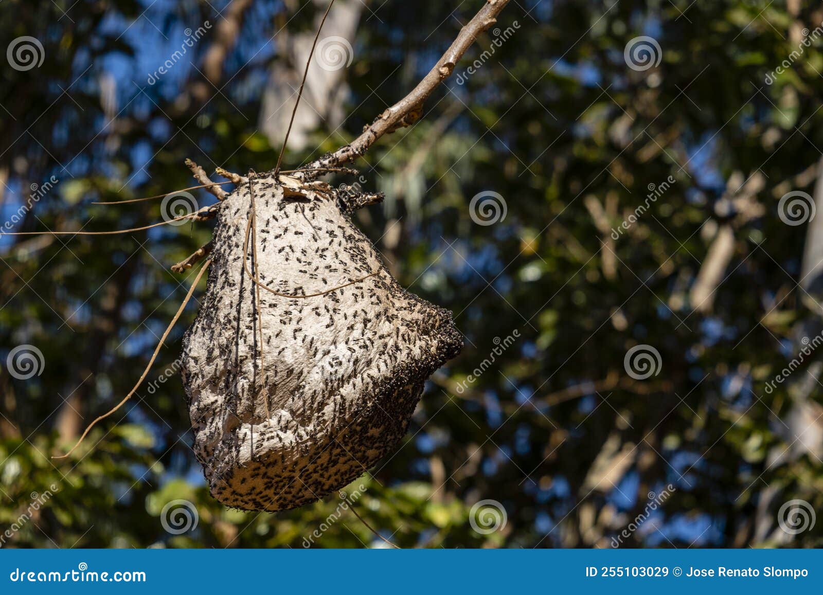 A Large Bee Hive Affixed To a Tree Branch with Many Insects Outside ...