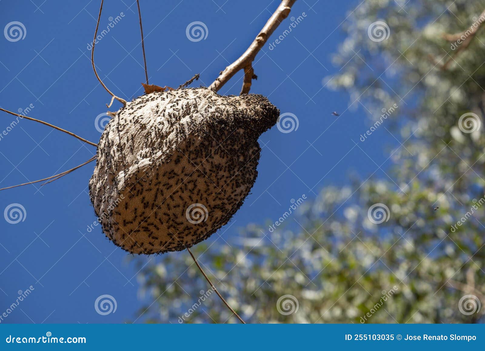 A Large Bee Hive Affixed To a Tree Branch with Many Insects Outside ...