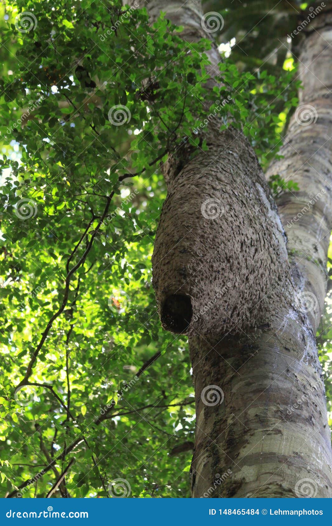 Beehive in a Forest Tree stock photo. Image of honey - 148465484