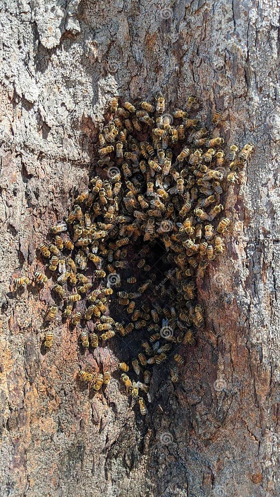 A Large Bee Hive in the Trunk of a Tree Stock Image - Image of honey ...