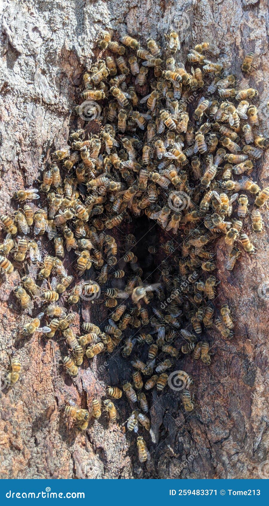 A Large Bee Hive in the Trunk of a Tree Stock Image - Image of insect ...