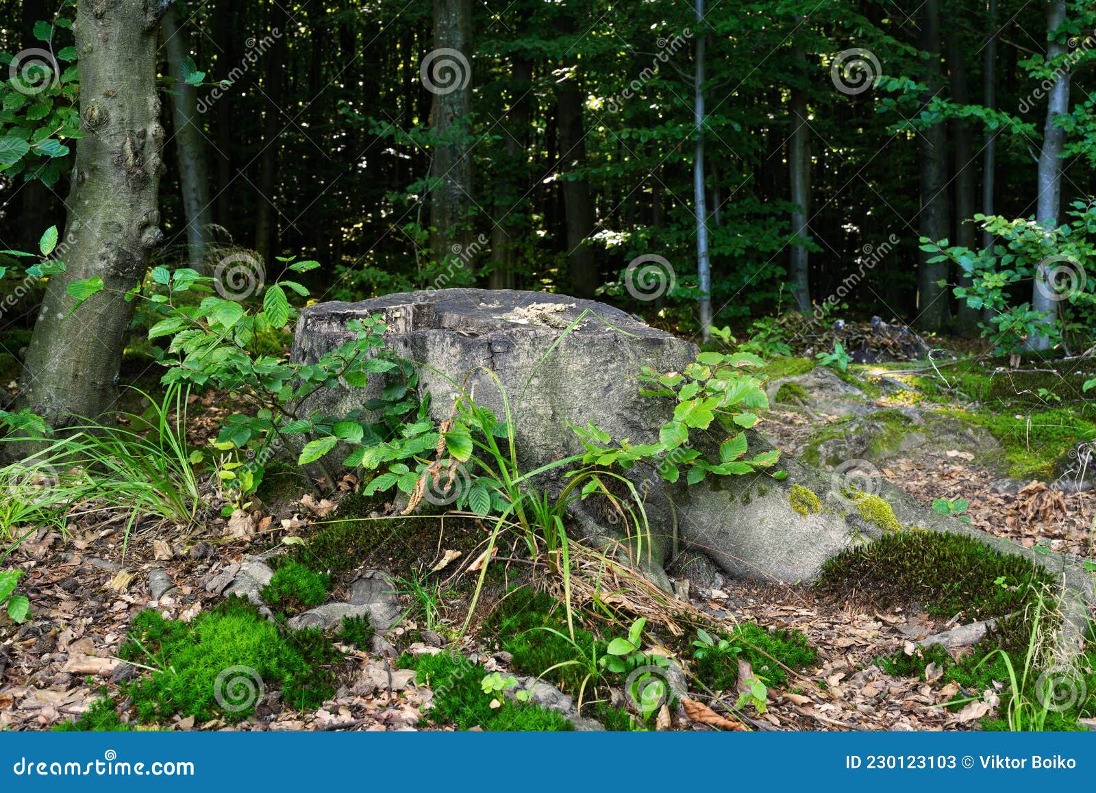 Large Beech Stump in a Thickly Wooded Area Stock Image - Image of ...