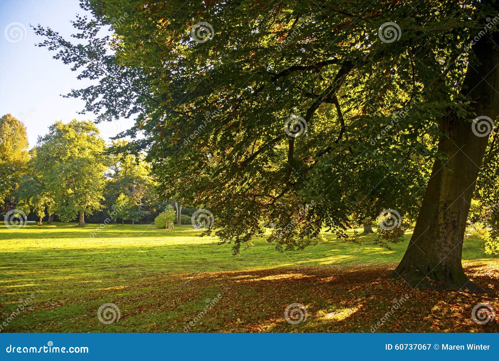 Large Beech Tree in the Park in Golden Autumn Light Stock Image - Image ...